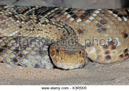 Mexican West Coast Rattlesnake or Mexican Green Rattler (Crotalus Stock ...