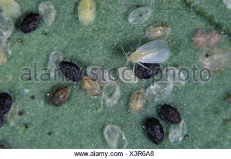 Glasshouse whitefly scales & pupae parasitised by parasitoid wasp Stock ...