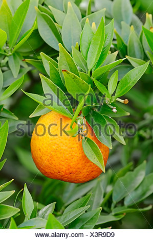 Chinotto, Myrtle leaved orange tree (Citrus myrtifolia) twig with ripe ...