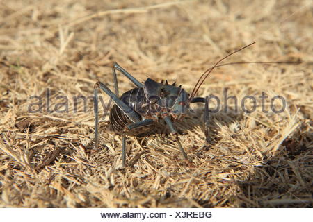 big cricket in namibia Stock Photo: 93395018 - Alamy