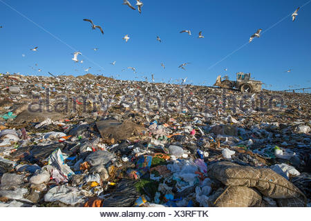 Flock of seagulls flying over landfill site in Emersons Green Bristol ...