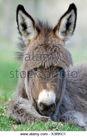 obstinate donkey horse foal young animal farm animal agriculture Stock ...