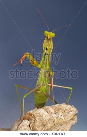 European preying mantis (Mantis religiosa), rare yellow morph, Germany ...
