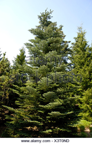 Abies amabilis, Pacific Silver Fir Stock Photo - Alamy