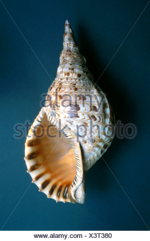 trumpet triton, Pacific triton, giant triton, tritons trumpet Stock ...