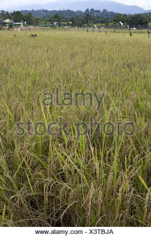 Paddy field in rural Sabah Malaysia Borneo Stock Photo: 223855300 - Alamy