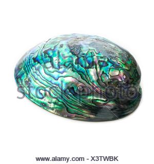 Ormer shell: Haliotis sp Stock Photo: 24179866 - Alamy