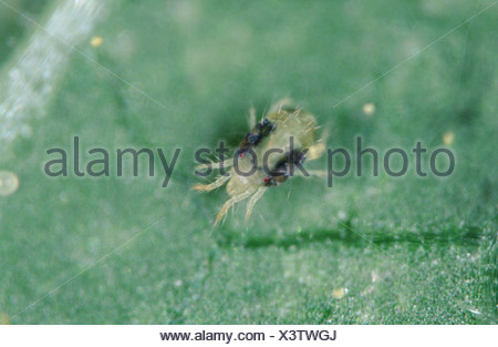 GLASSHOUSE RED SPIDER MITE (Tetranychus urticae) SHOWING WEBBING ON ...