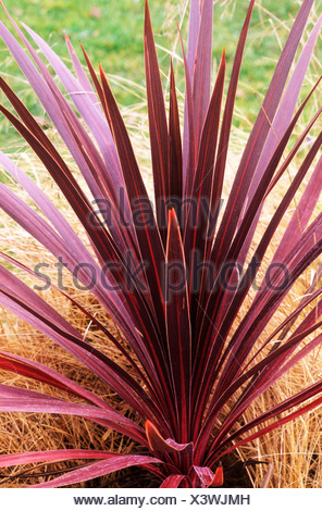 Cordyline australis 'Red Star' structural leaf plant garden plants ...