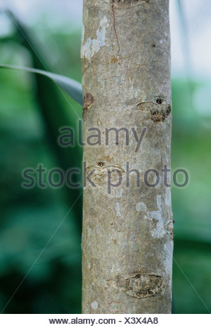 Khaya senegalensis Stock Photo: 3000988 - Alamy