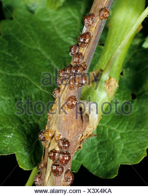BROWN SCALE INSECT PARTHENOLECANIUM CORNI CLOSE UP OF SCALES ON Stock ...