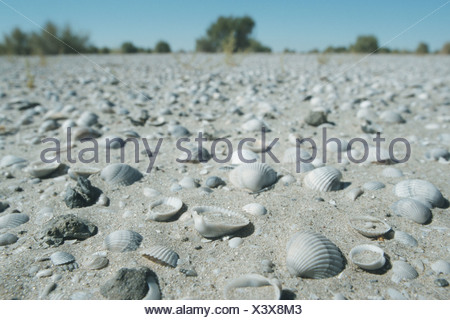 Aralkum Desert on the former seabed of the Aral Sea near Moynaq Stock ...