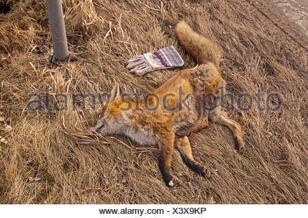 red fox (Vulpes vulpes), dead fox lying in a poole of blood on the ...