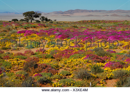 Flowers in the Namib desert after rainfall, Aus, Namibia Stock Photo ...