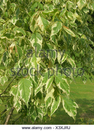 Ashleaf maple, Box elder, Silver ashleaf maple (Acer negundo ...