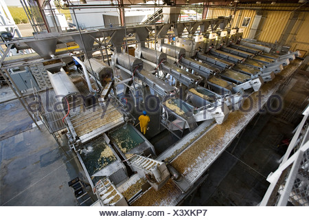 Pistachio processing facility; freshly harvested nuts are washed Stock ...