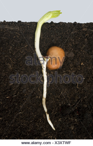 Germinating broad bean Vicia faba seed with young radicle just Stock ...