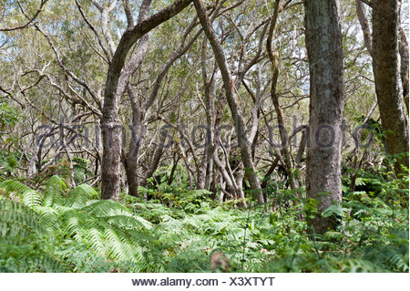 Day Forest National Park, Forêt du Day Djibouti, East Africa Stock ...
