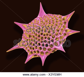 Radiolarian. Coloured scanning electron micrograph (SEM) of a ...
