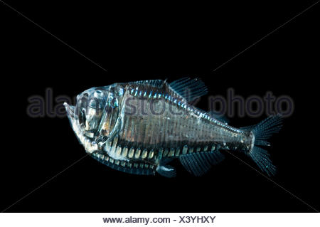 Greater silver hatchet fish (Argyropelecus gigas) head profile Stock ...