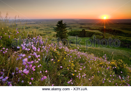 Wildflowers and sunset at Bald Butte, Cypress Hills Interprovincial ...