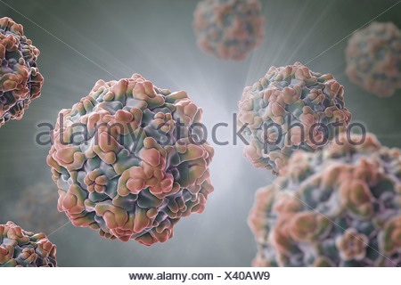 Structure Feline Panleukopenia Virus (FPV) (PDB 1C8E) also known as ...