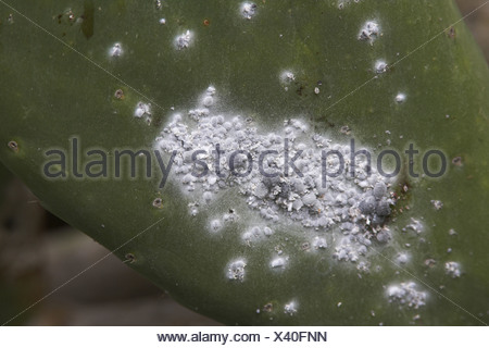 Cochineal insects ( Dactylopius coccus ), from which the natural dye ...