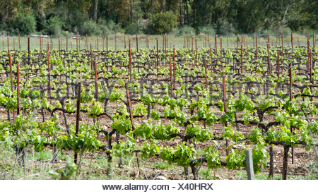 Israel, Judea Mountains, Grape vines in a vineyard Stock Photo ...