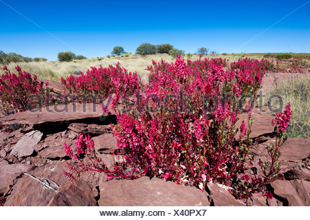 Flowers in the outback after the rain, Northern Territory, Australia ...
