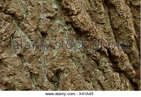 Quercus cerris, Turkey oak (Bark Stock Photo: 79680812 - Alamy