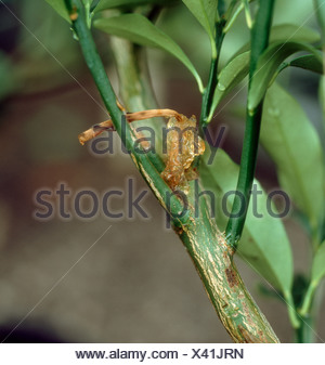 Phytophthora fruit rot (Phytophthora citrophthora) on ripening lemon ...