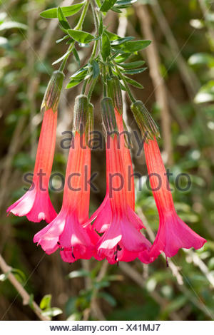 Sacred Flower of the Andes (Cantua buxifolia), native to Peru Stock ...