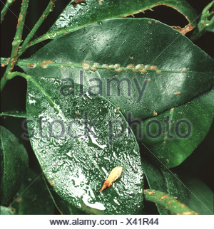 Honeydew from soft brown scale insects Coccus hesperidum on Stock Photo ...