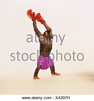 Chimpanzee with boxing gloves / Pan troglodytes Stock Photo: 23528270 ...