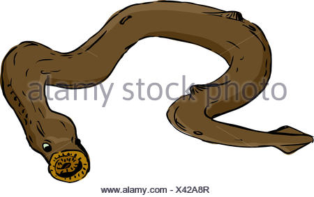 Single cartoon lamprey eel fish portrayed as lamp with light rays Stock ...