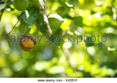 Hawaii, Kauai, Macadamia Nut Tree Stock Photo - Alamy