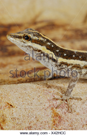Socotra Vertebrates Yemen endemism portrait reptile snake Ditypophis ...