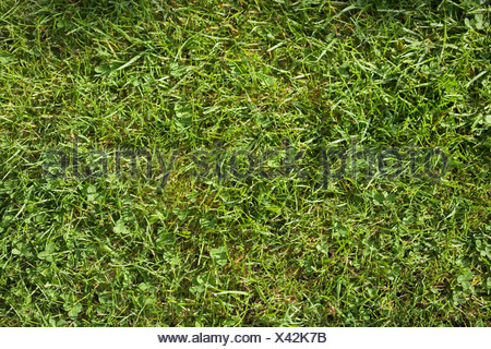 Green grass - overhead view close up Stock Photo: 89449788 - Alamy