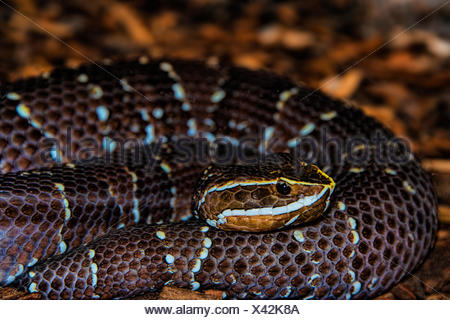 cantil snake, Agkistrodon bilineatus taylori, snake, reptile, animal ...
