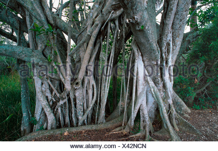 strangler fig (Ficus aurea), fig strangling host tree, USA, Florida ...
