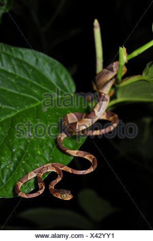 blunt-headed tree snake, Mapepire Corde Violon, Blunthead Tree Snake ...
