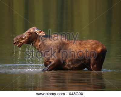Canadian moose, Northwestern moose, Western moose (Alces alces Stock ...