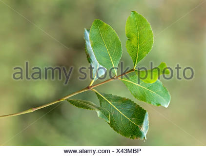 Khat plant, also Abyssinian Tea (Catha edulis), leaves, Oromia or Stock ...