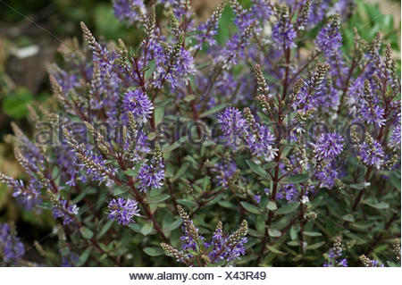 Hebe "Caledonia" a shrubby veronica hebe flowering on a rockery Stock ...