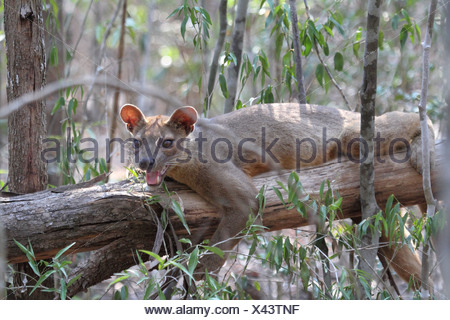 animal, mammal, carnivore, fossa, fosa, endemic, panting, vulnerable ...