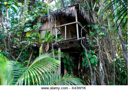 Tree house in a Banyan tree below the Volcano Yasur, Island of Tanna ...
