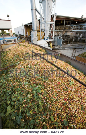 Pistachio processing facility; the freshly harvested nuts are washed ...