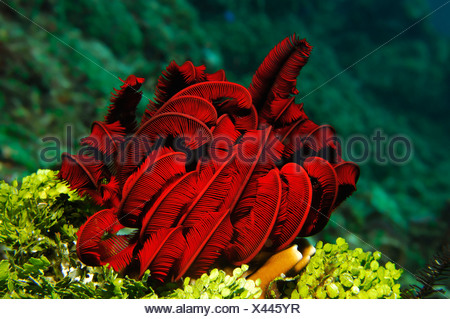 Red Crinoid Alor Lesser Sunda Islands Indo Pacific Indonesia Stock ...
