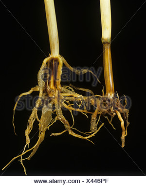 Take all Gaeumannomyces graminis diseased wheat roots Stock Photo ...