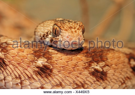 West African carpet viper, Echis ocellatus, West Africa, also known as ...